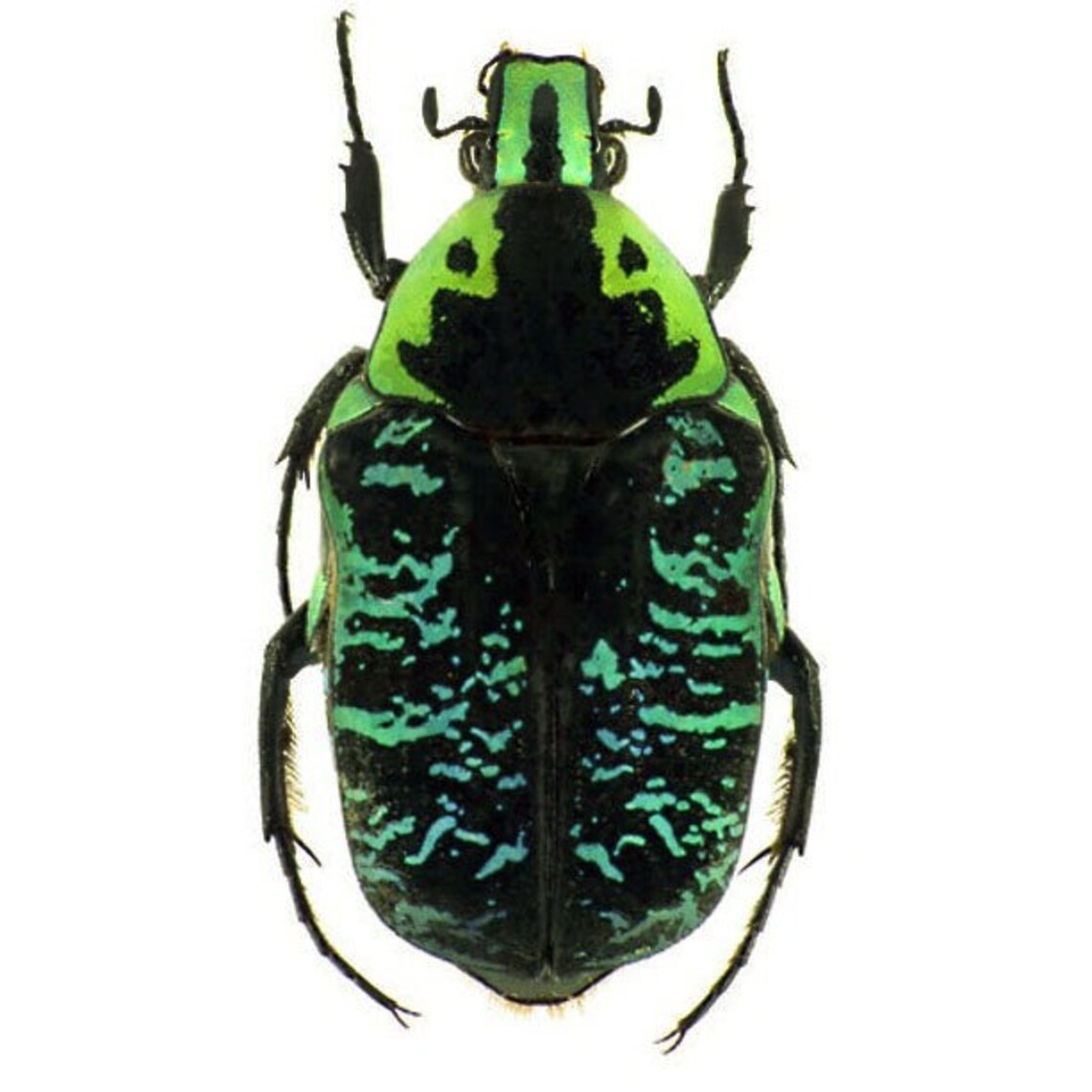Euchroea Coelestis Blue Green Scarab Beetle Madagascar Africa | Etsy