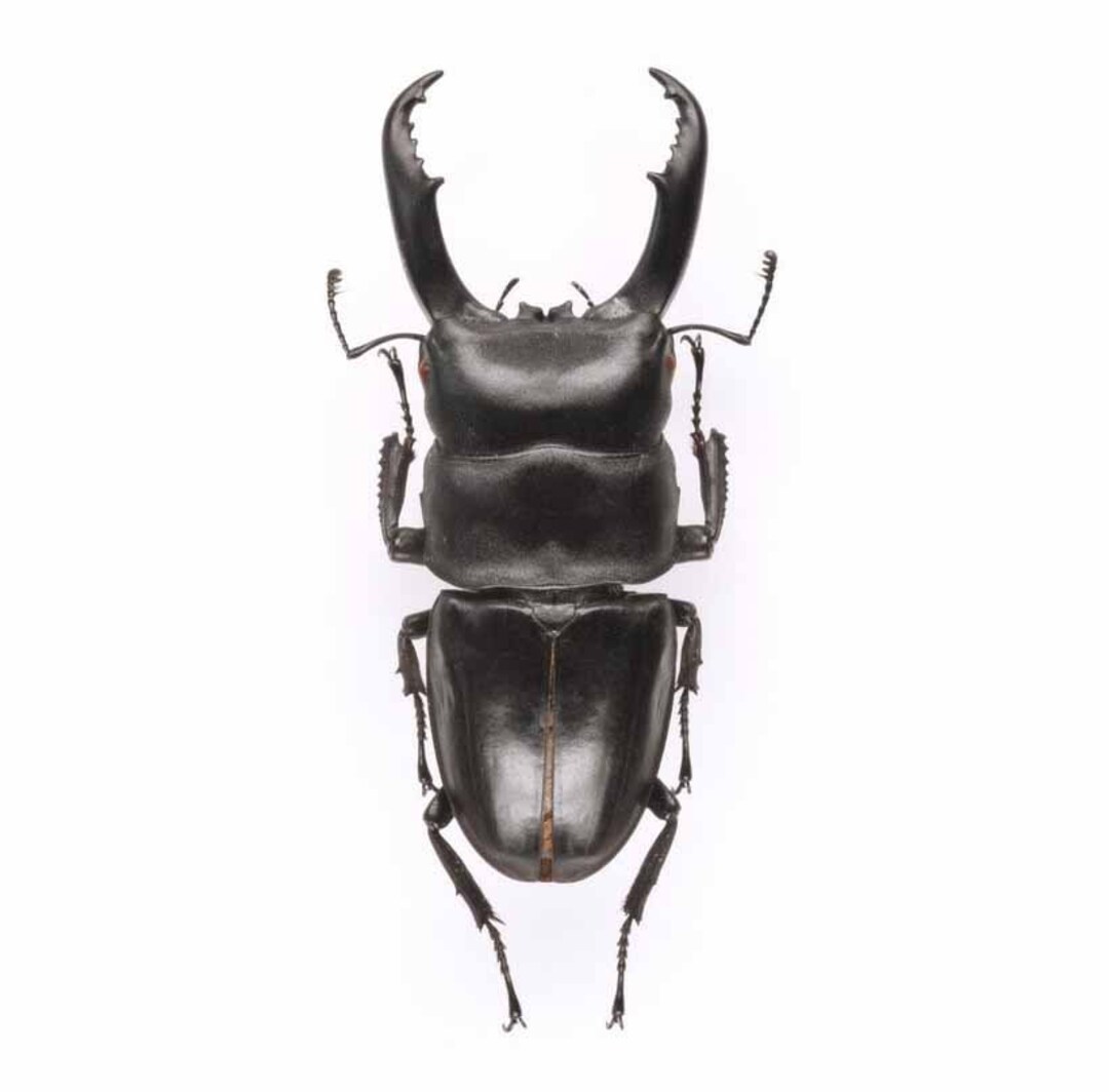 Dorcus Reichei Black Stag Beetle Sumatra Indonesia - Etsy