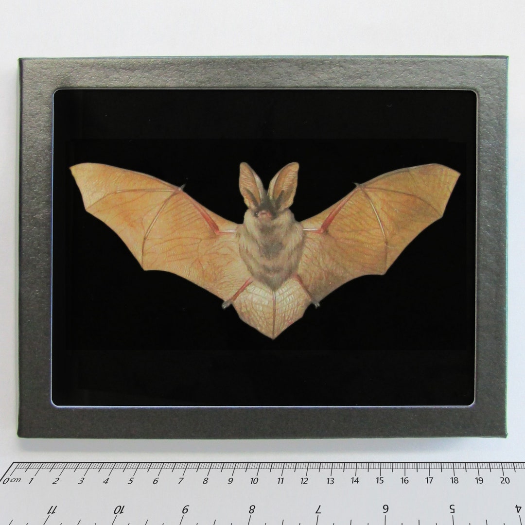 Plecotus Auritus REPLICA BLACK BACKGROUND Wings Spread Framed Bat - Etsy
