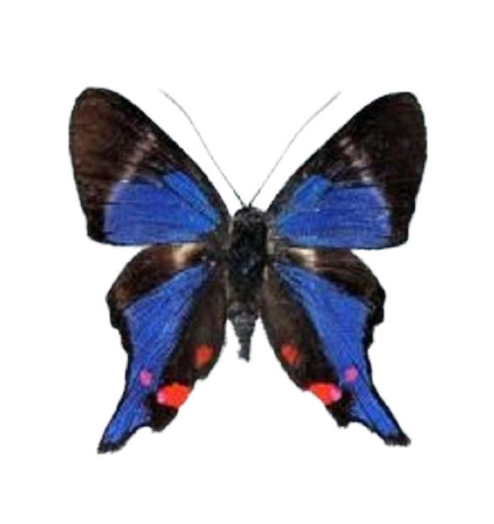 Rhetus Periander ONE Real Butterfly Blue Red Peru - Etsy