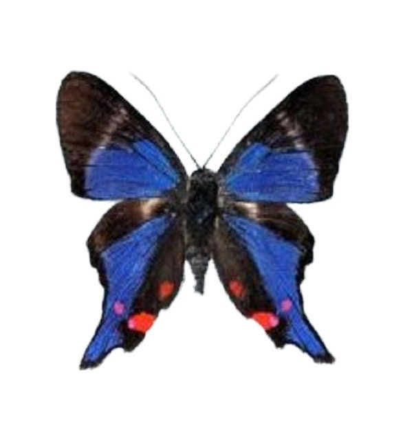 Rhetus Periander ONE Real Butterfly Blue Red Peru - Etsy