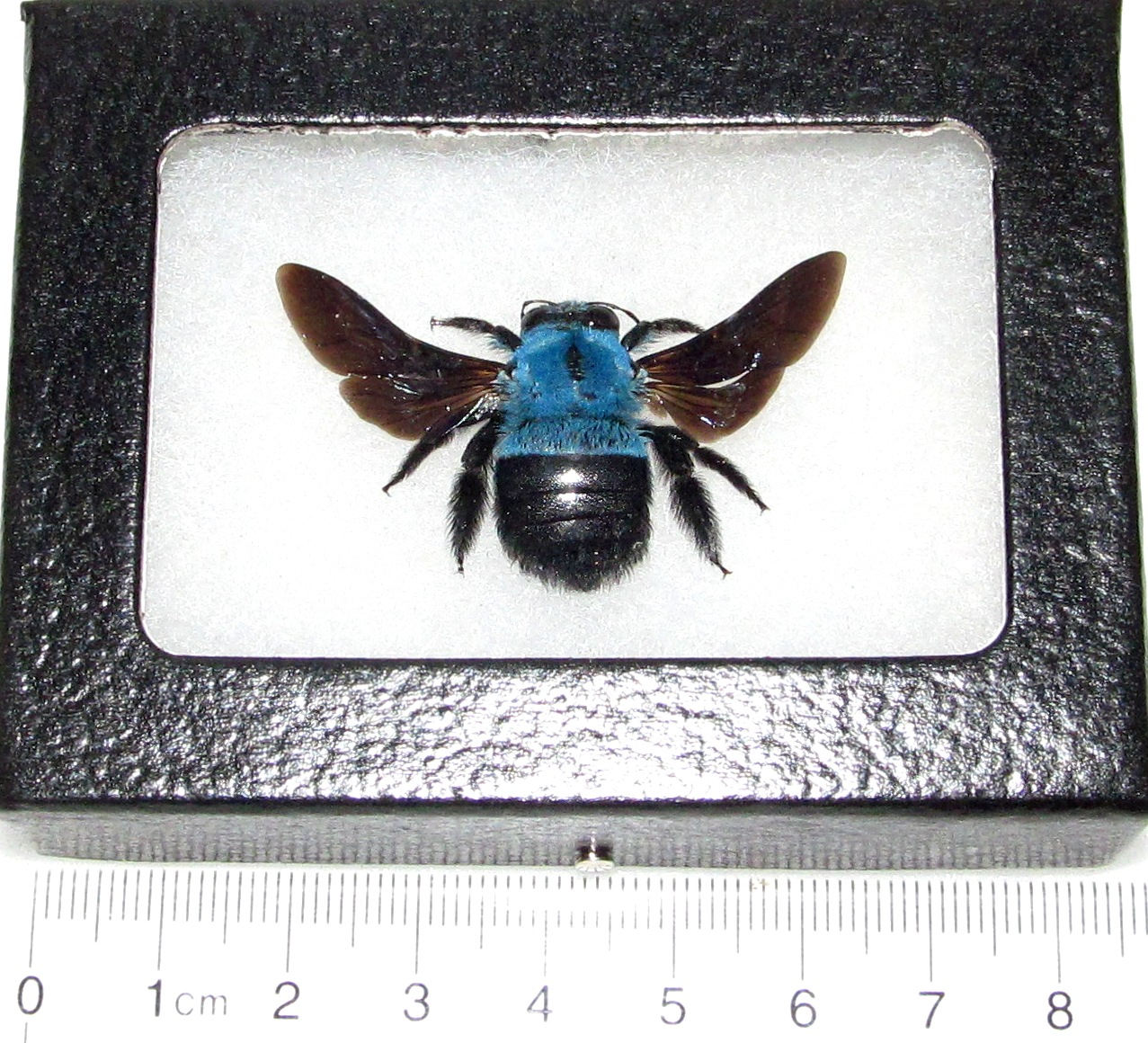 REAL framed blue carpenter bee bumble bee xylocopa caerulea | Etsy