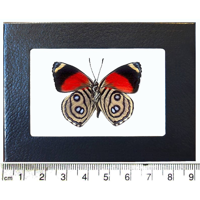 Callicore Hystaspes Verso Red Yellow Butterfly Peru | Etsy