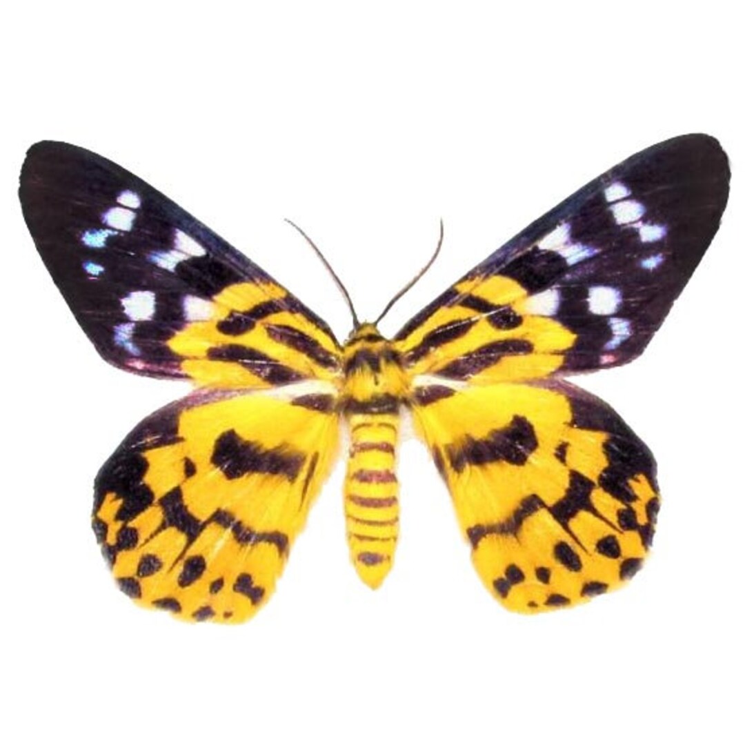 Dysphania Militaris One REAL Yellow Blue Day Flying Moth - Etsy