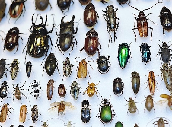 Assorted Beetles Bugs Insects Wholesale Mix Lot Collection - Etsy