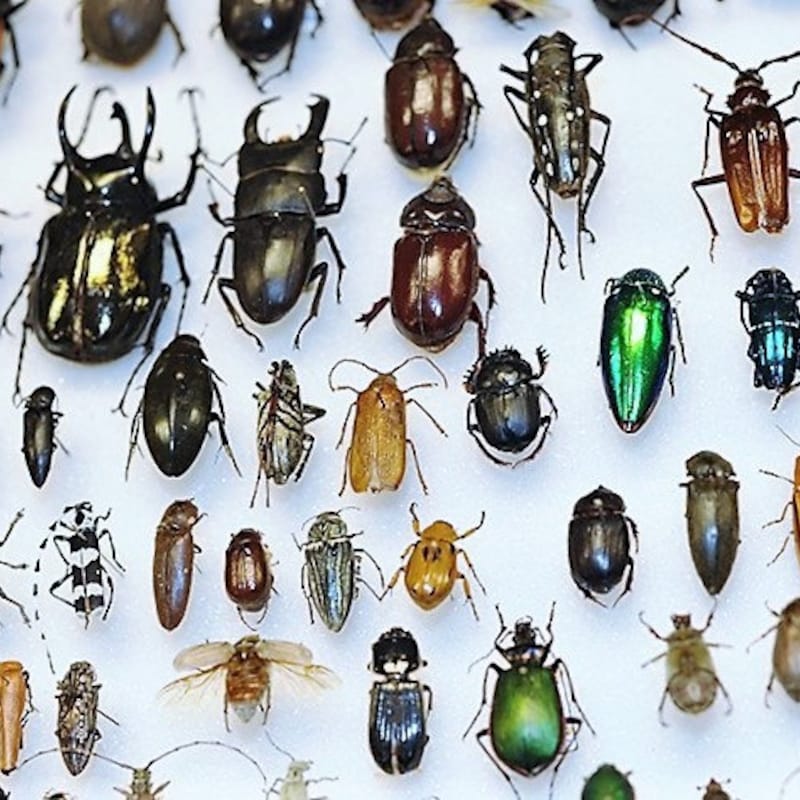 Real Beatles Bugs - Etsy