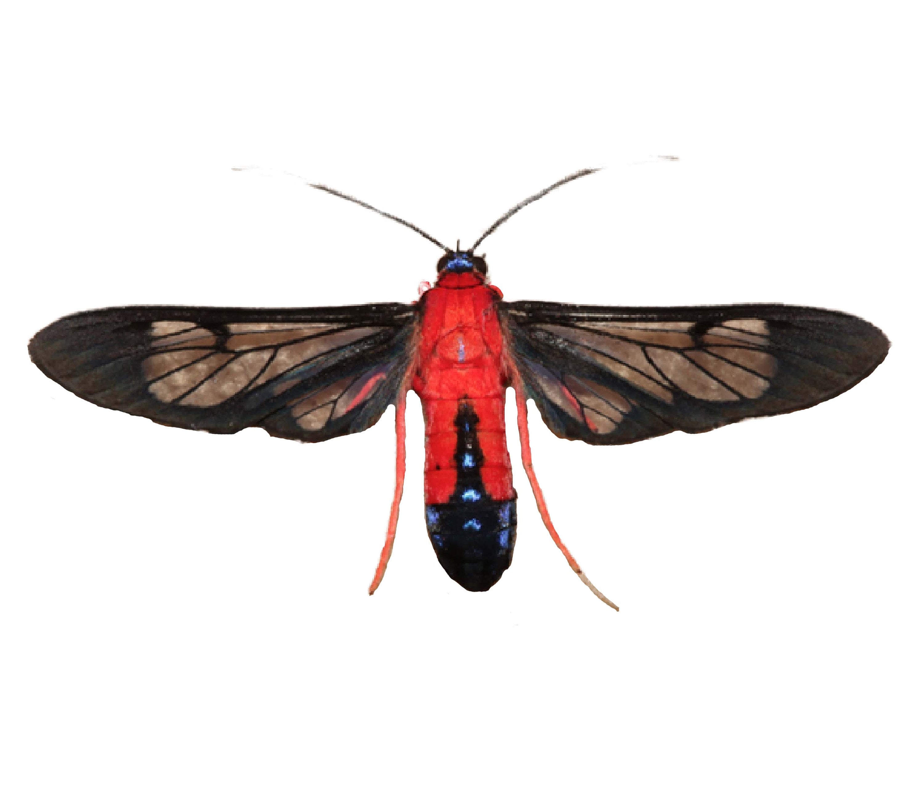 Black And Red Moth