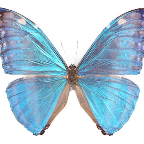 Eunica Eurota ONE Real Butterfly Blue Peru - Etsy