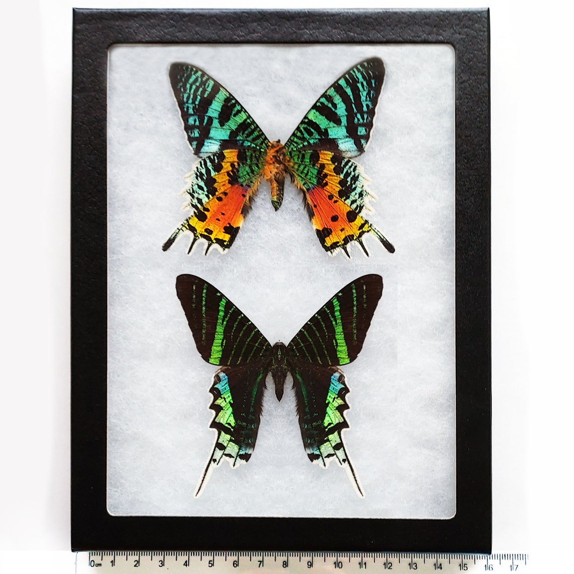 Urania Ripheus Urania Leilus Framed Day Flying Moths - Etsy