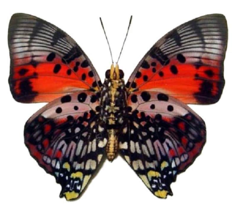 Charaxes Zingha Butterfly Red Pink Verso Africa - Etsy
