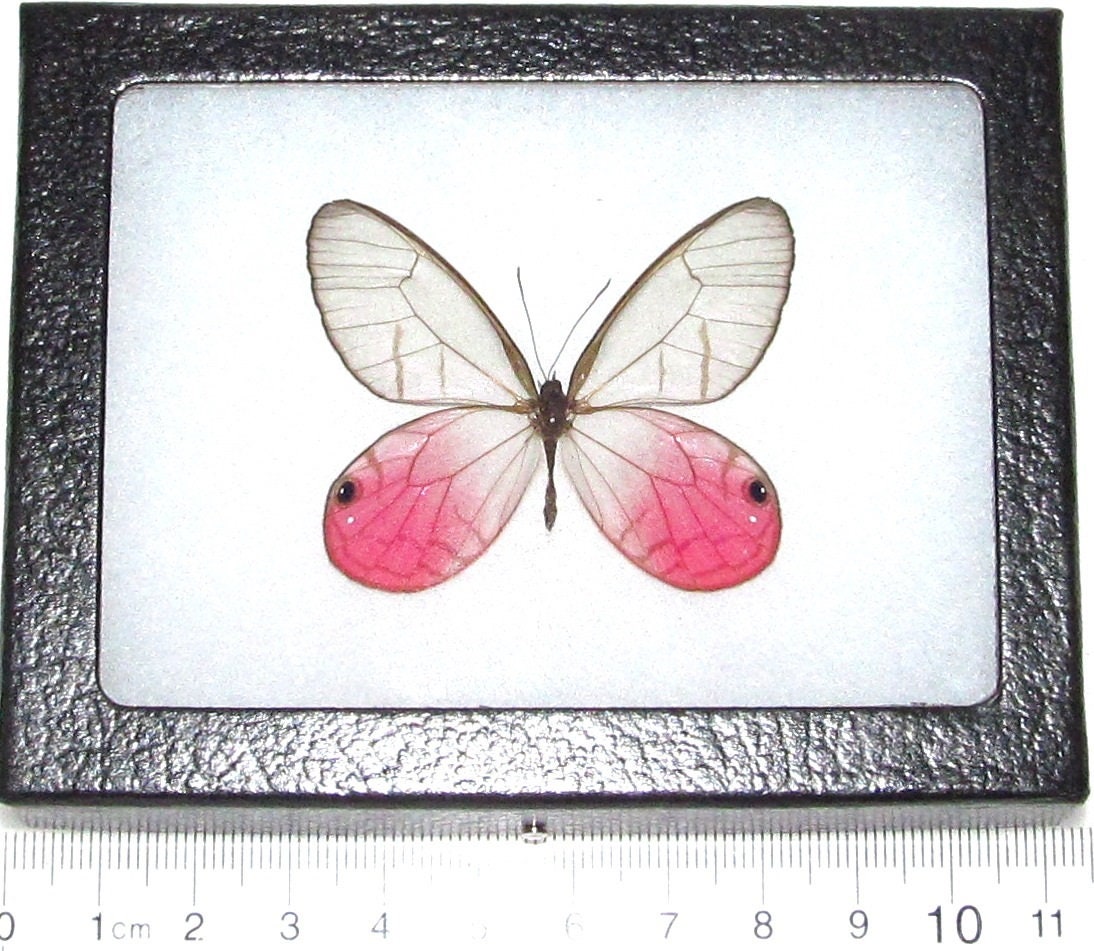 Cithaerias Merolina Pink Clear Wing Butterfly Peru - Etsy