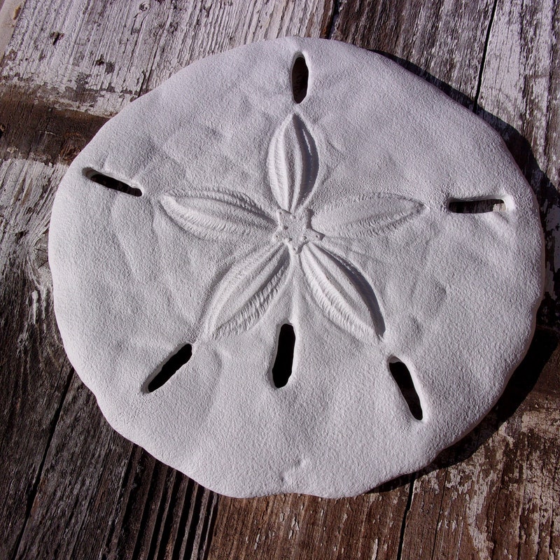 Sand Dollar Fabric - Etsy