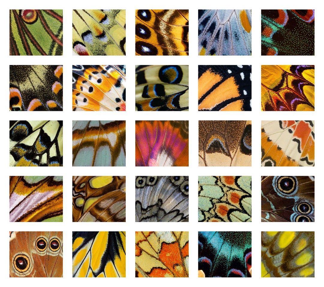 Butterfly and Moth Wing NOTE CARDS, Set of Blank Cards With Envelopes ...