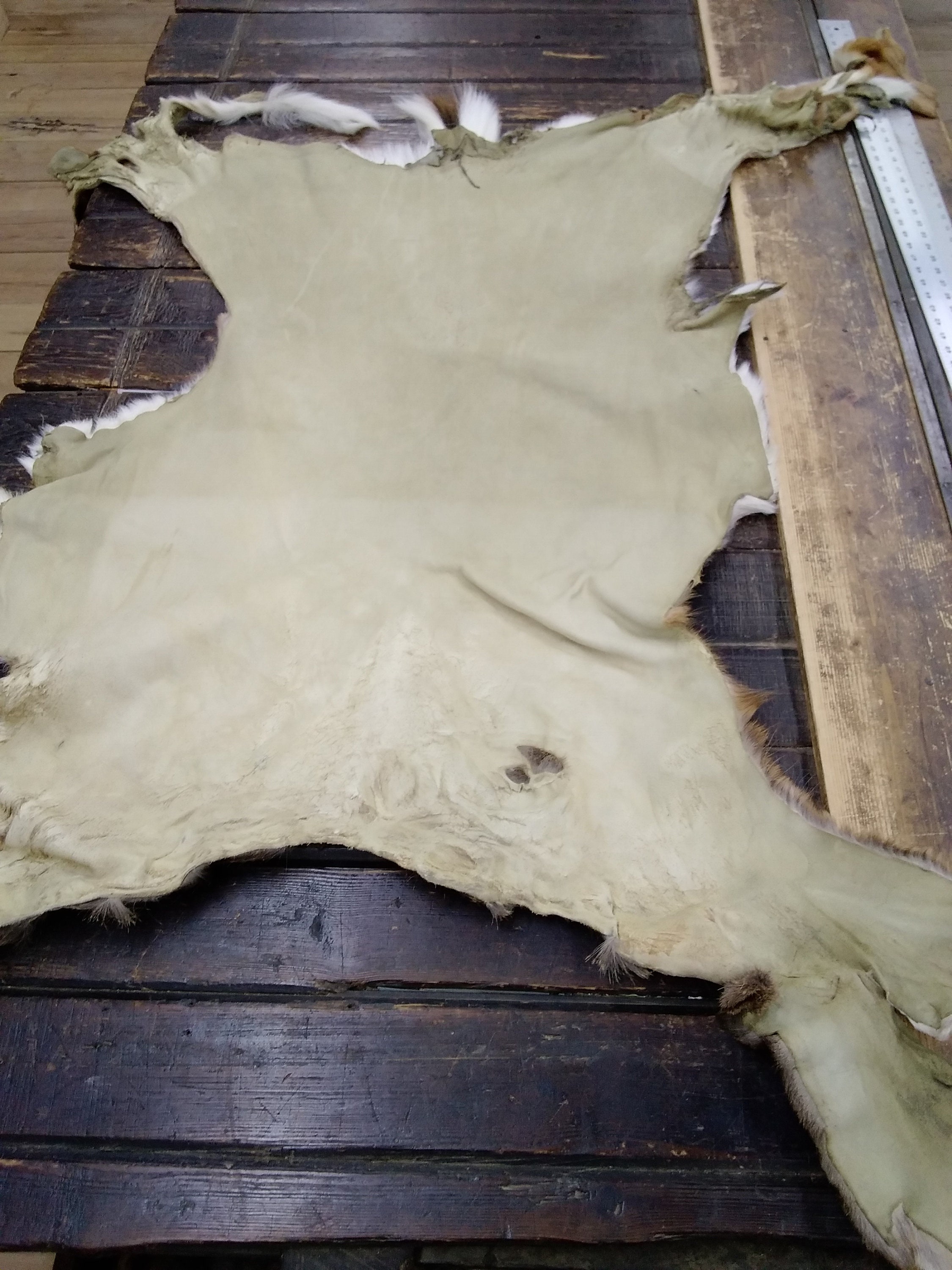 Hair-on Deer Hide / Buckskin hide / FrontR-26 | Etsy