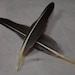 Two Handcut Quills - Etsy