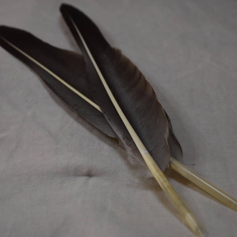 Feather Quills - Etsy