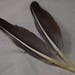 Two Handcut Quills - Etsy