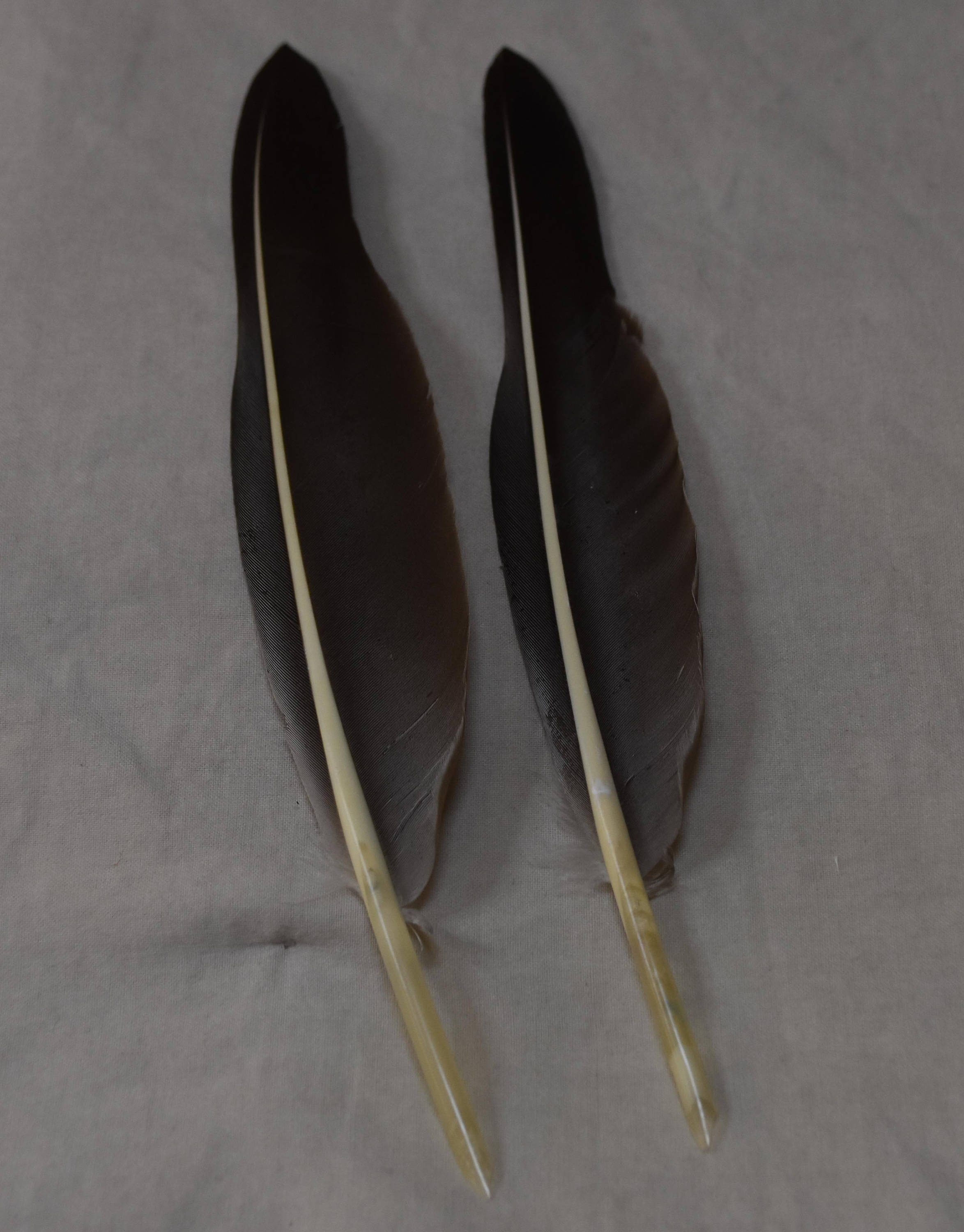 Two Handcut Quills - Etsy