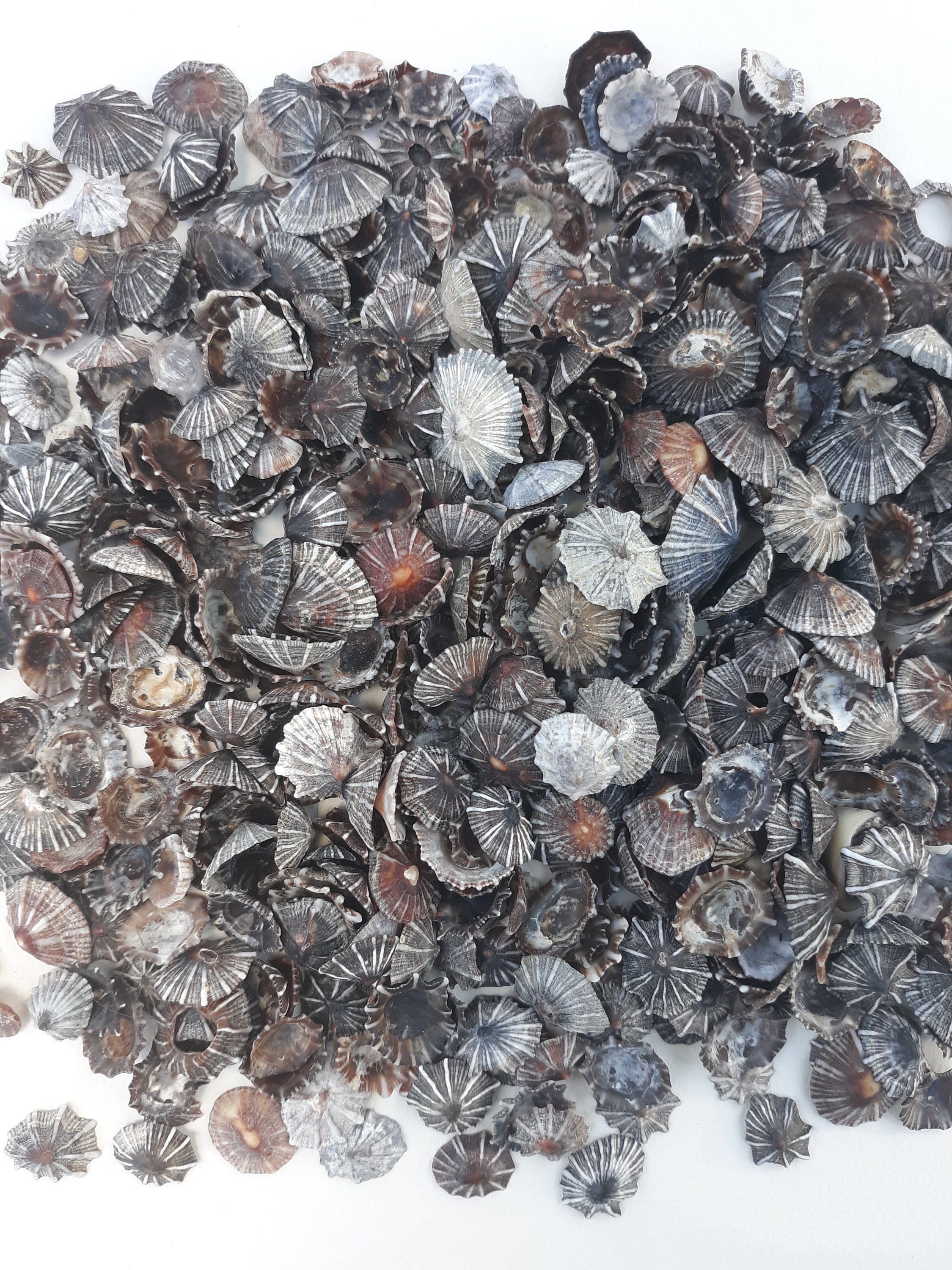 Opihi Awa Limpet Shells: Kauai Hawaii Craft Supply, 50 Piece Lot - Etsy