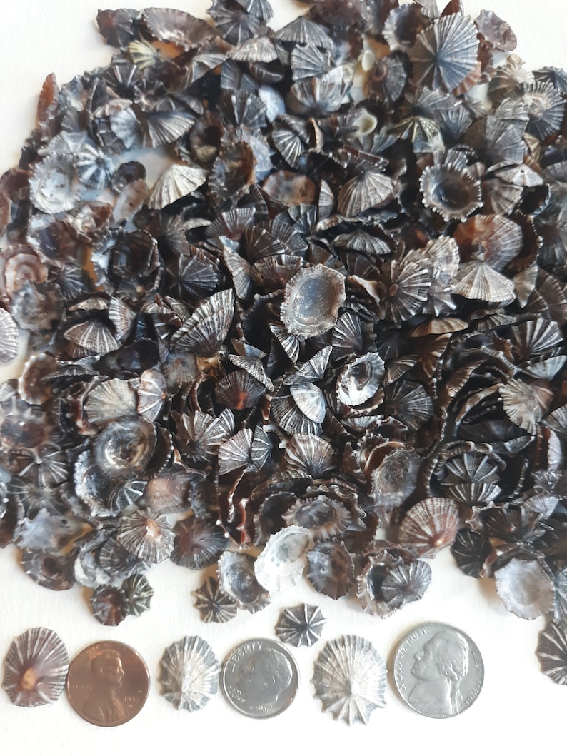 Opihi Limpet Shells: Kauai Hawaii Craft Supply, 50 Piece Lot - Etsy