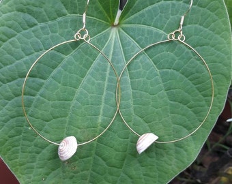 Kauai Shells - Etsy