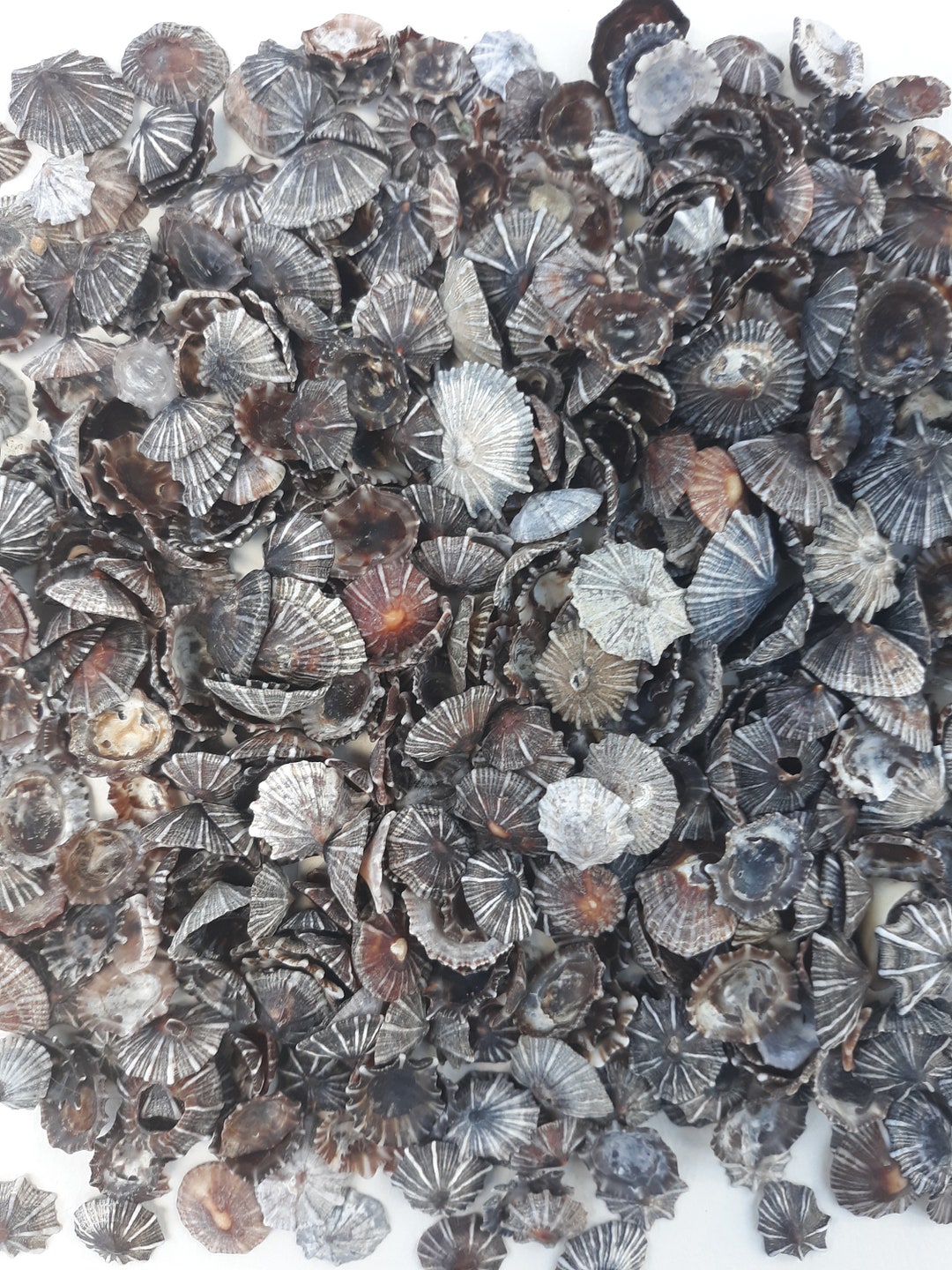 Opihi Limpet Shells: Kauai Hawaii Craft Supply, 50 Piece Lot - Etsy