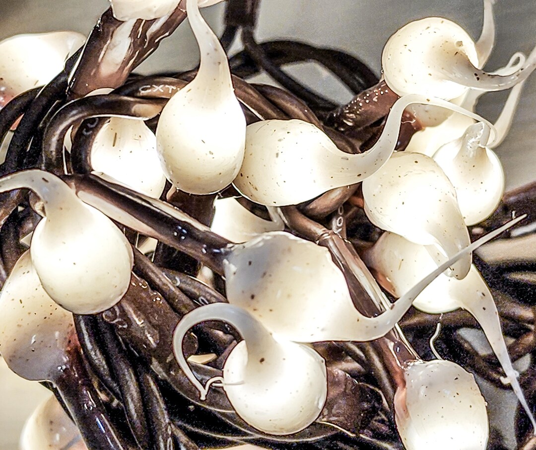 Vanilla Bean Hand Dipped LED String Lights 35 Ct. Light Strand - Etsy