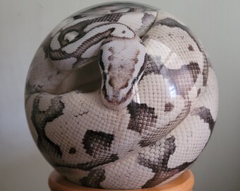 Wet Specimen Snake Globe - Etsy