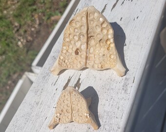 Black Drum Teeth
