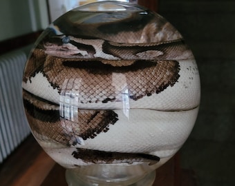 Taxidermy Ball Python | Etsy