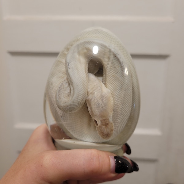 Taxidermy & Curiosities - Etsy