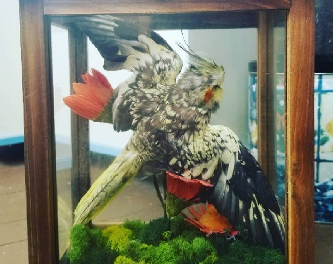 Mummified Cockatiel in a Large Glass Lantern Display Wood Flowers. Moss ...