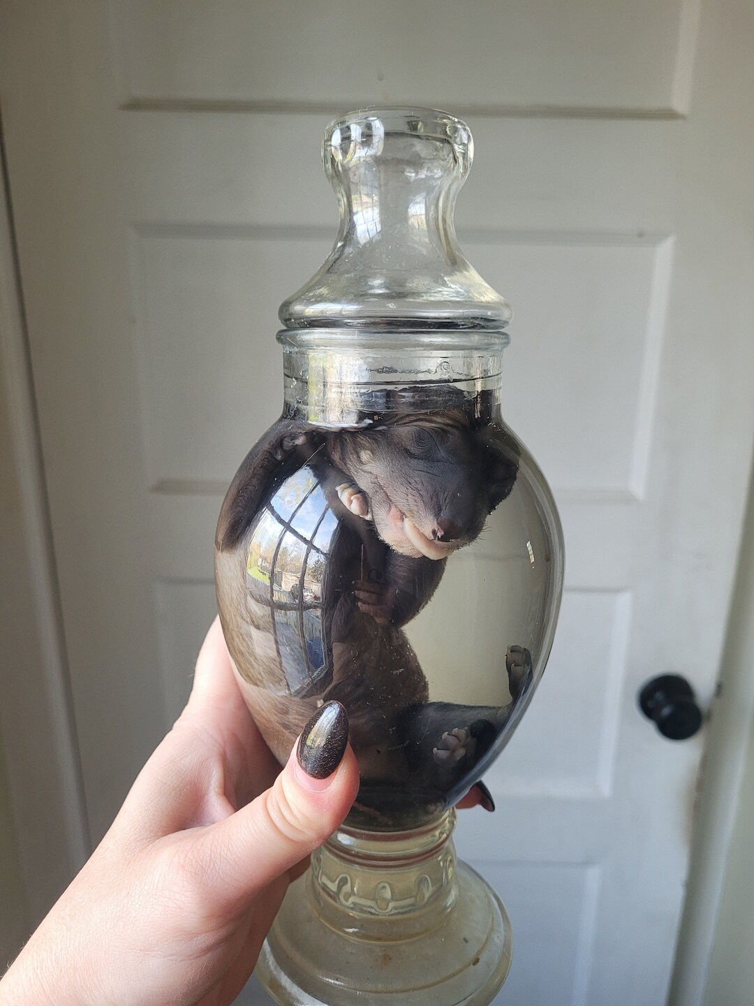 Stillborn Coyote Pups Formalin Fixed Wet Specimens. Taxidermy. Oddities ...