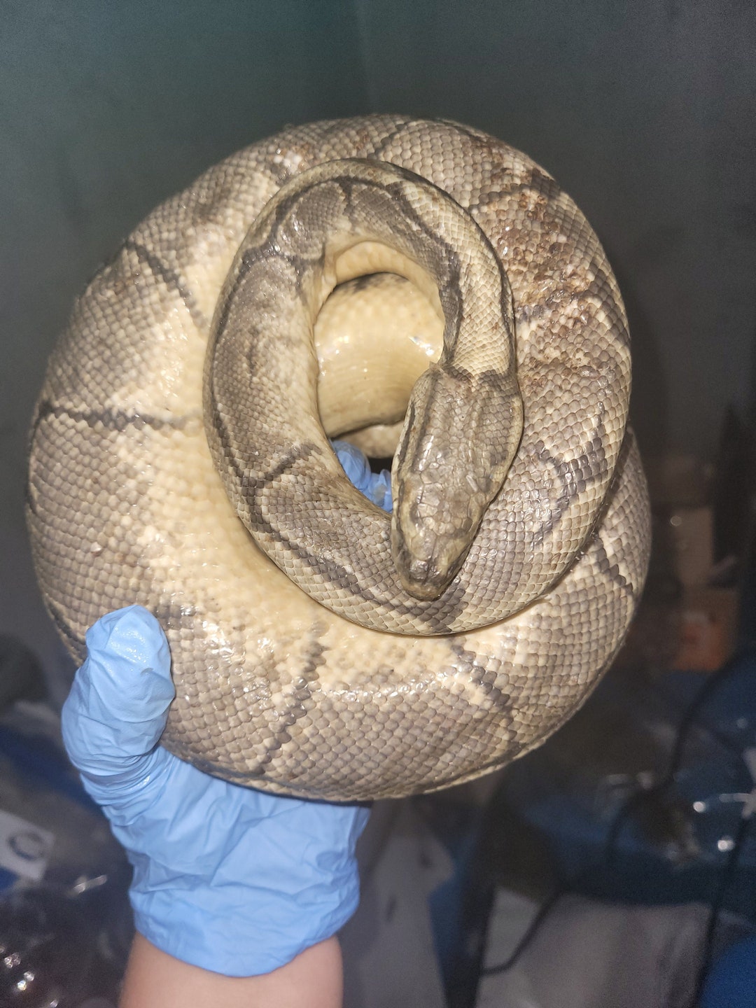 Private Listing for Saalik. Gigantic Spider Ball Python Wet Specimen ...