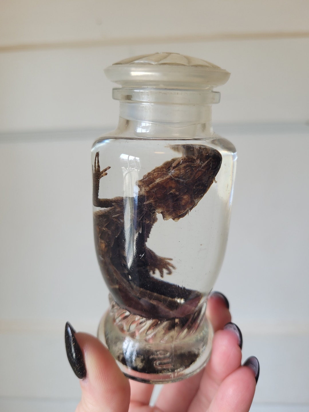 Red Eyed Crocodile Skink Lizard Formalin Fixed Wet Specimen in a ...