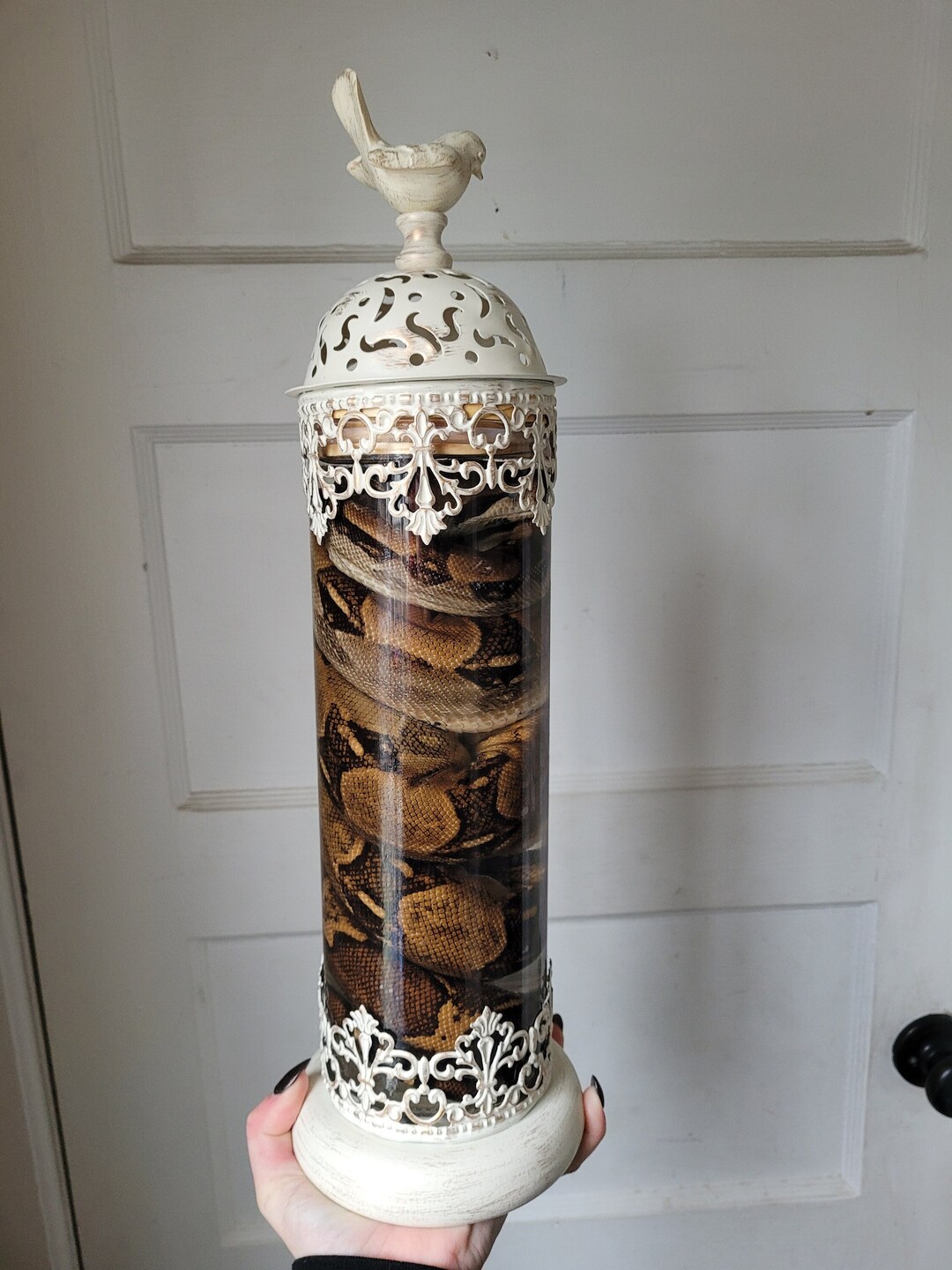XL Red Tail Boa Wet Specimen in an XL Ornate Victorian Style Jar ...