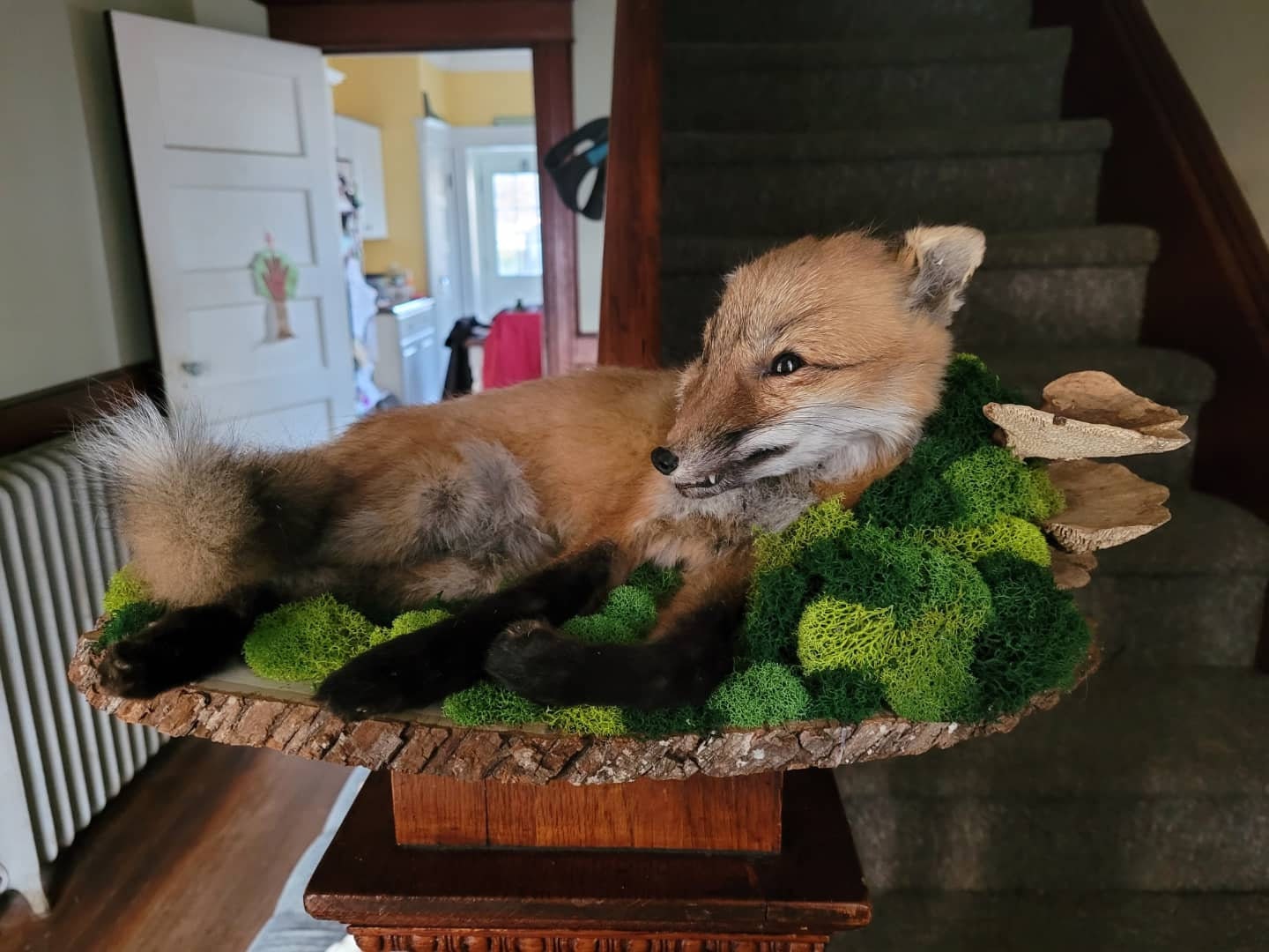 oddities Mummified Juvenile Red fox display with reindeer moss and ...