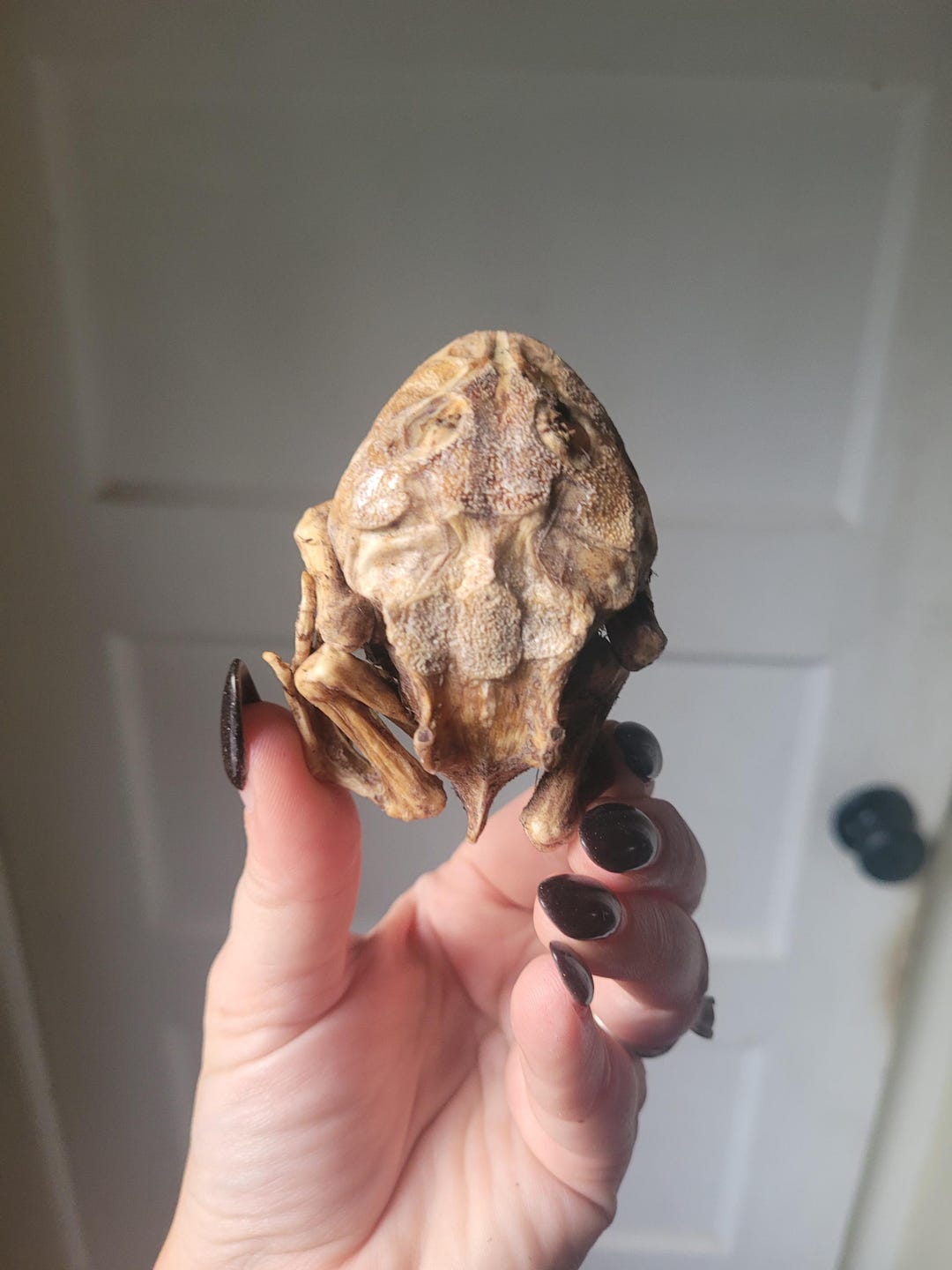 Mummified Pacman Frog. Amphibian. Naturally Mummified. Poison Glands ...