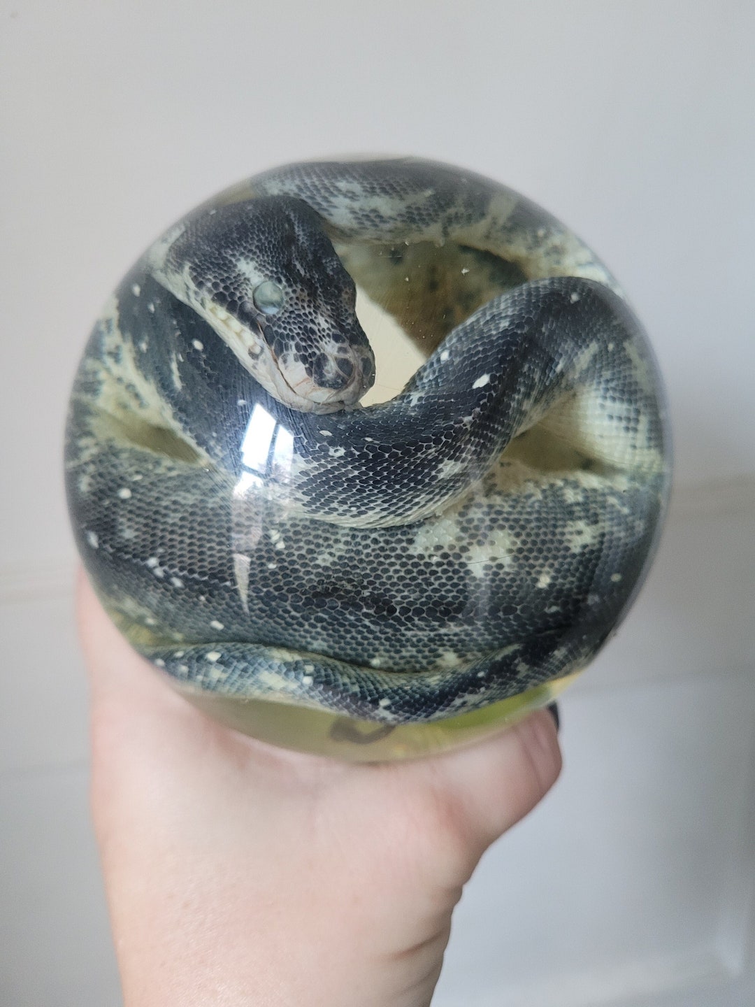 Large Green Tree Python Formalin Fixed Wet Specimen in a Glass Snow Globe. Taxidermy. Oddities ...