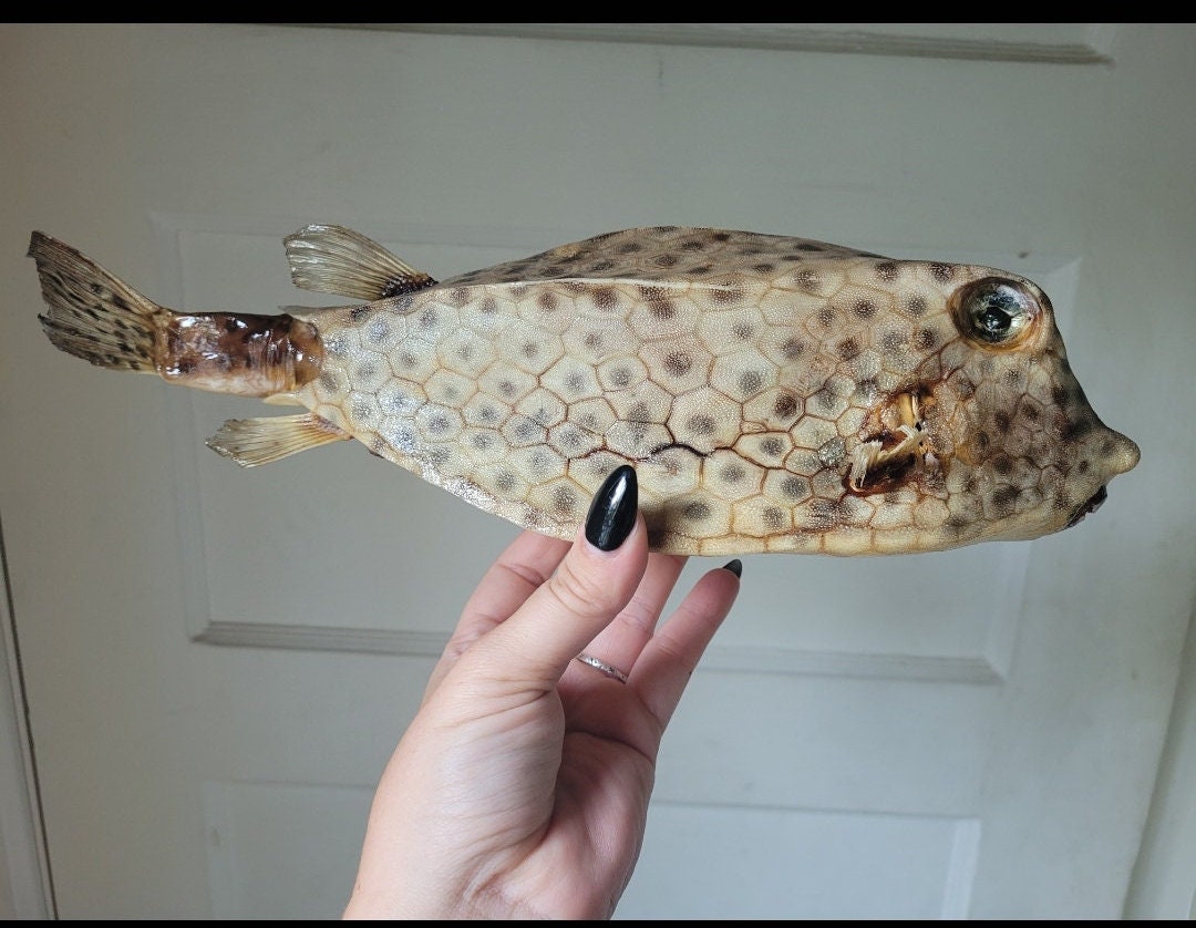 Mummified Tropical Honeycomb Cowfish. Taxidermy. Fish. Oddities ...