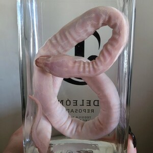 Albino Burmese Python Formalin Fixed Wet Specimen in an Ornate Tequila ...