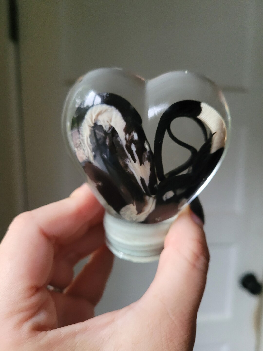 Rare Baby Bells Phase Lace Monitor Formalin Fixed Wet Specimen in a ...