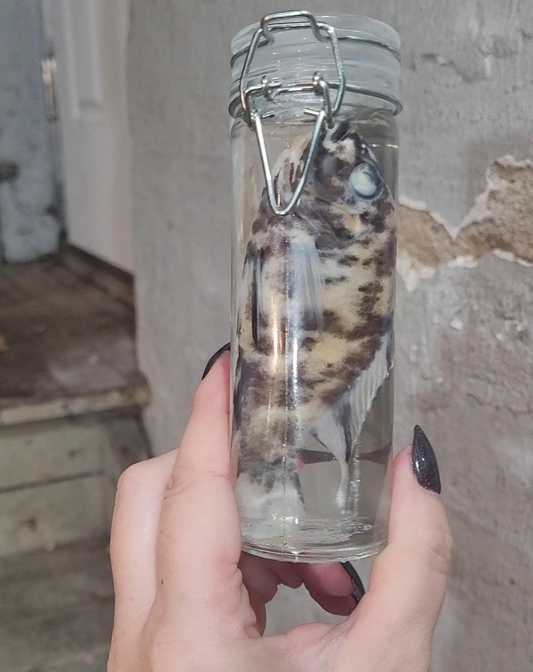 Young Koi Fish Formalin Fixed Wet Specimen. Taxidermy. Oddities ...