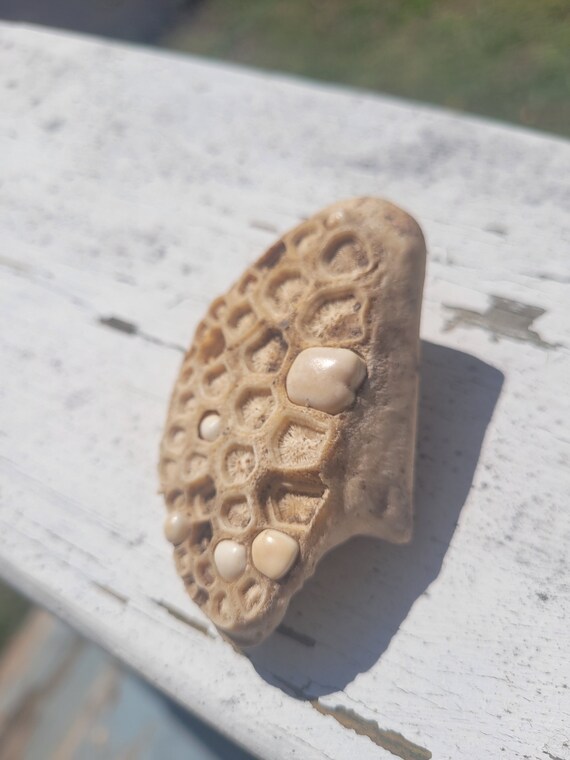 Freshwater Drum Teeth