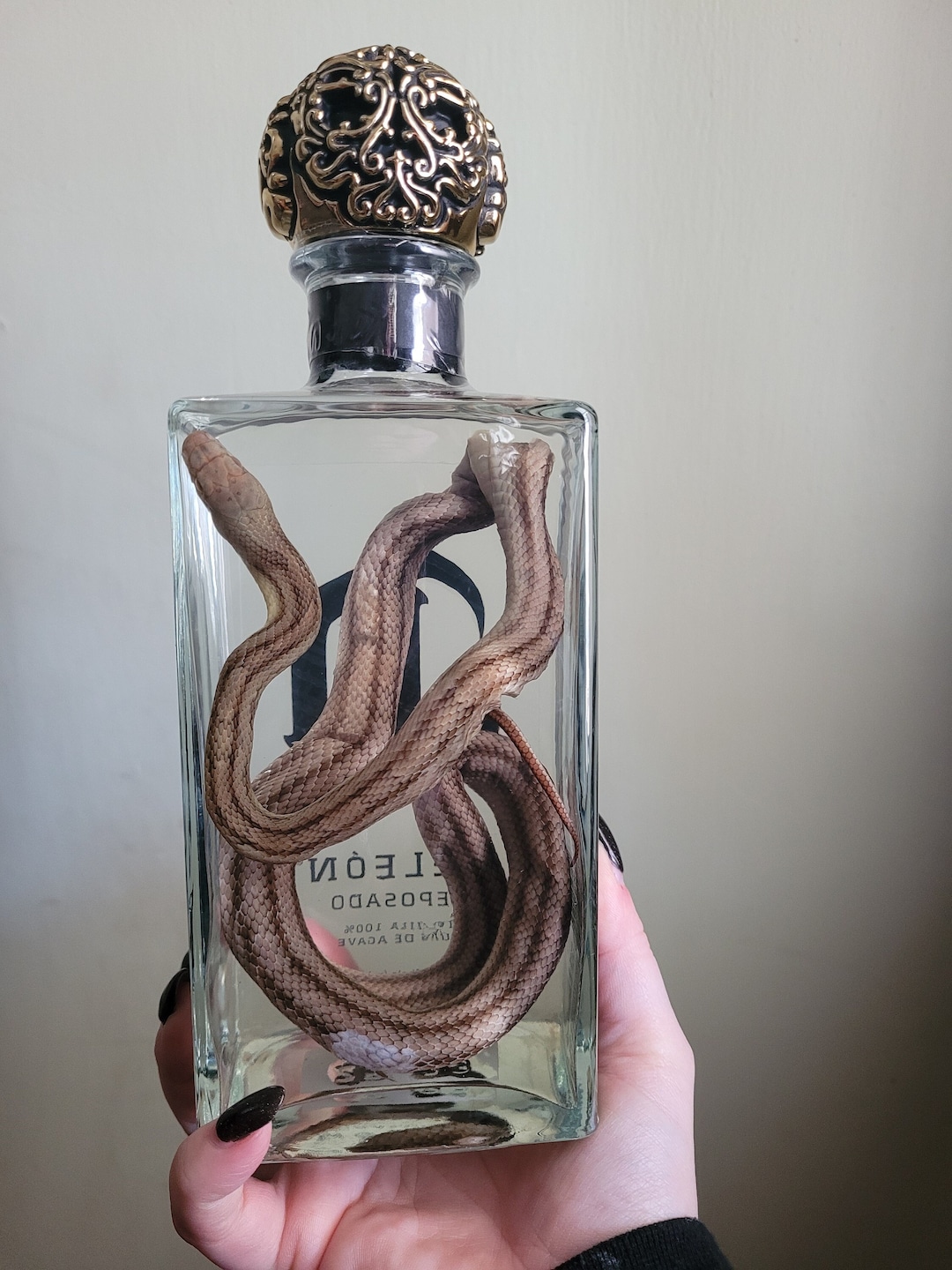 Juvenile Everglades Rat Snake Wet Specimen in an Ornate Tequila Bottle ...