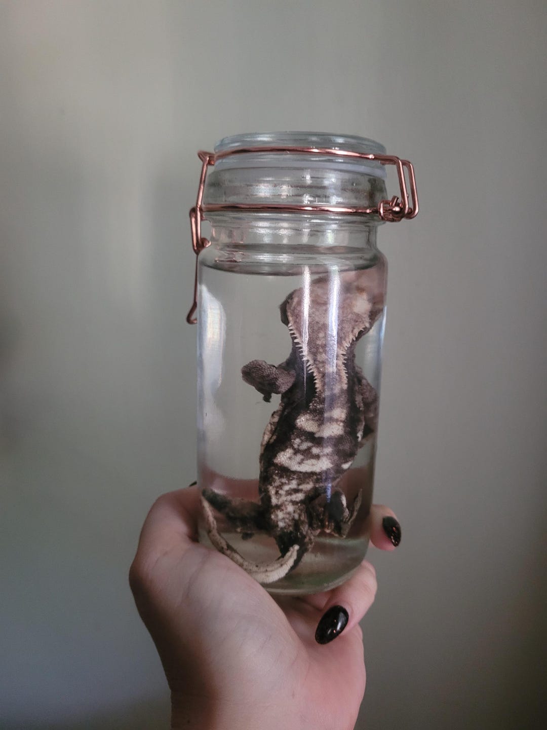 Male Adult Crested Gecko Wet Specimen. Taxidermy. Oddities - Etsy