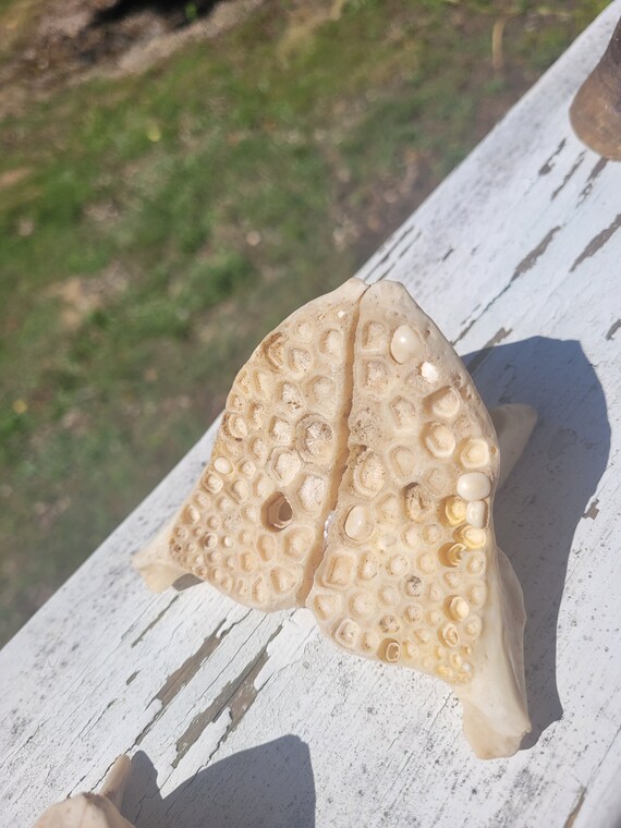 Freshwater Drum Teeth