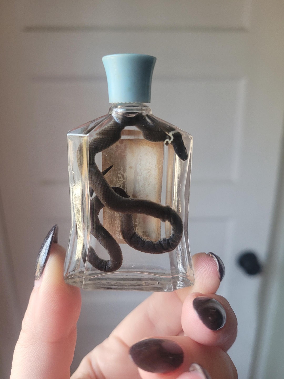 Ringneck Snake Wet Specimen in a Vintage Perfume Bottle With Original ...