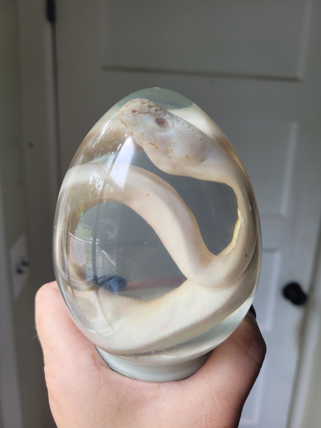 White Reticulated Python Snake Formalin Fixed Wet Specimen in an Egg ...