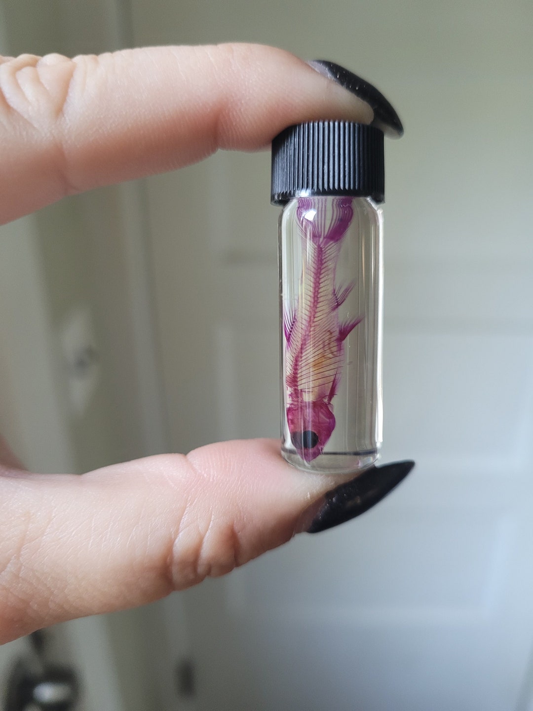 Diaphronized Minnow Wet Specimen Vials. Blue or Pink. Fish. Clear and ...